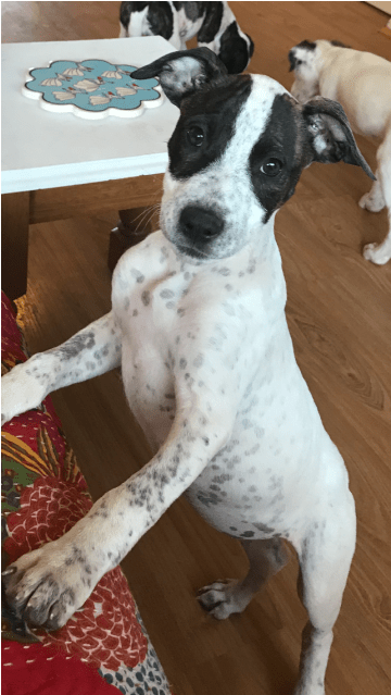 Download Photo Of Mint Leaf - Treeing Feist - Full Size PNG Image - PNGkit