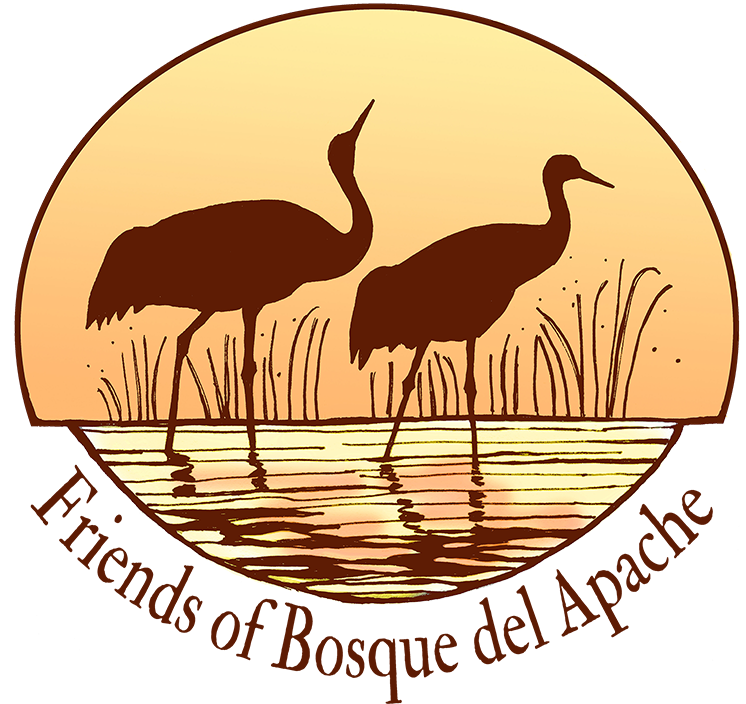 Download Festival Of The Cranes - Flightless Bird - Full Size PNG Image ...