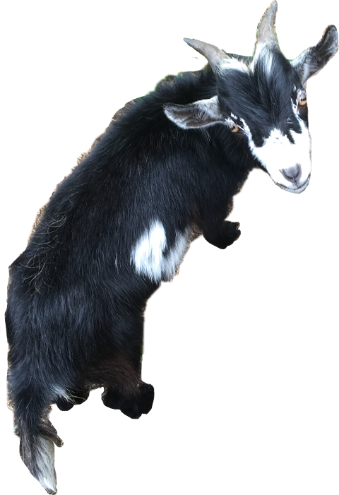 Download Goat - Full Size PNG Image - PNGkit