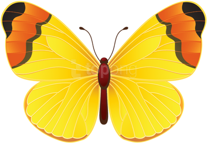 Download Transparent Yellow Butterfly Png Clip Art Transparent Image ...
