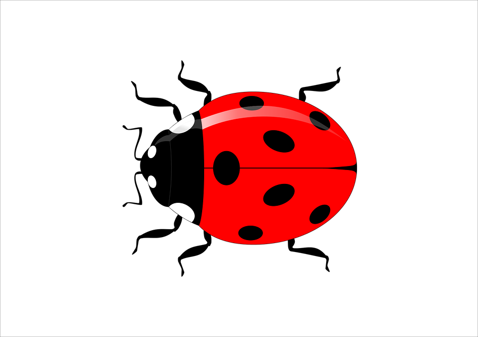 Download Red Ladybug Png Hd - Clip Art - Full Size PNG Image - PNGkit