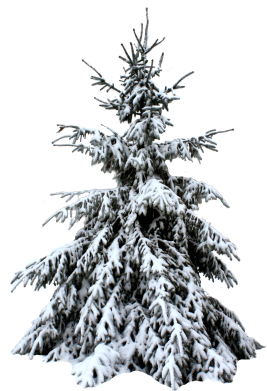 Download Pine Tree Png Snow - Christmas Tree - Full Size PNG Image - PNGkit