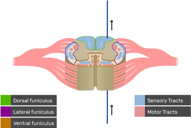 Download An Image Showing The Sensory Tract Action Potential - Lateral ...