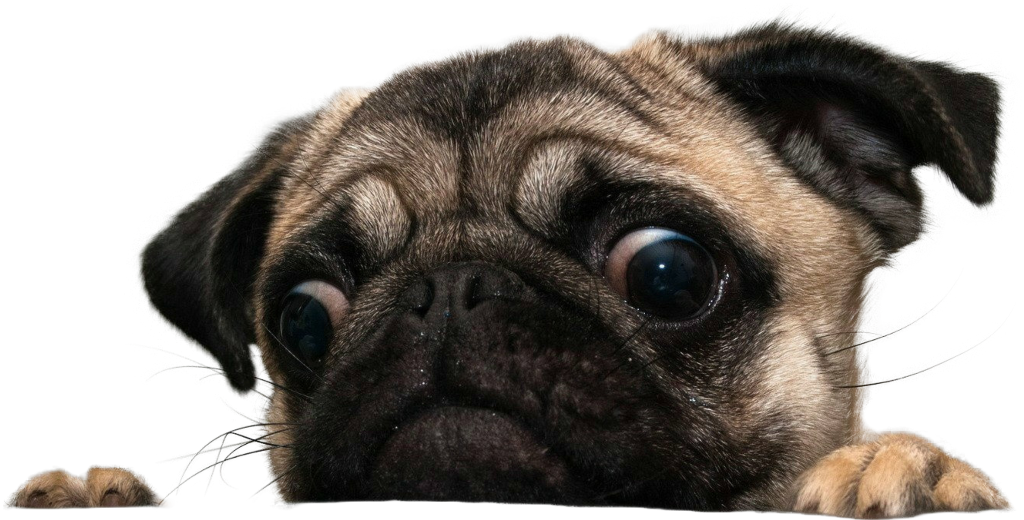 Download Peek Sticker - Full Size PNG Image - PNGkit