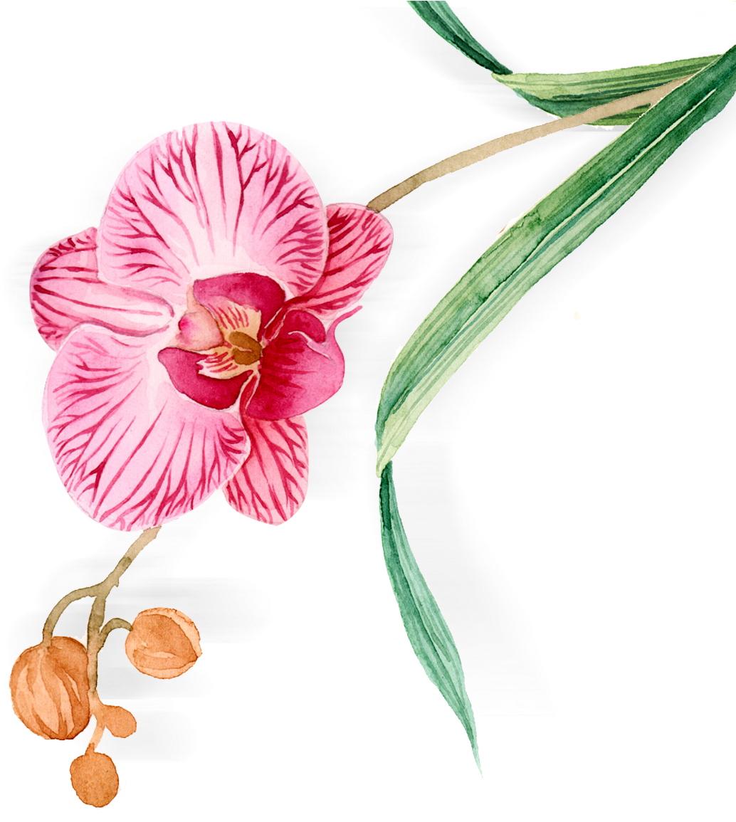 Download Hand Painted Orchid Watercolor One Plant Png And Psd ...