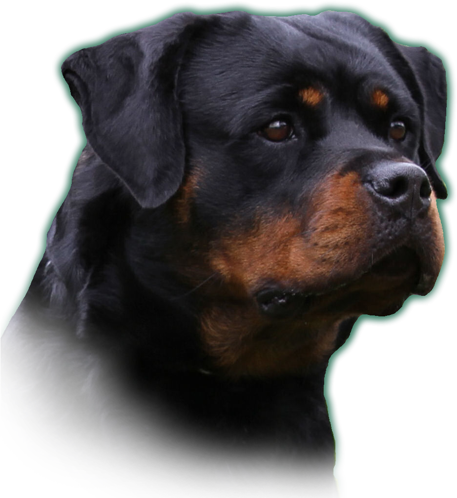 Download 9 / - Rottweiler - Full Size PNG Image - PNGkit