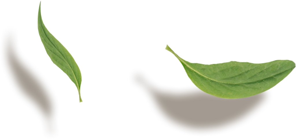 Download Yandeks - Fotki - Mock Orange - Full Size PNG Image - PNGkit