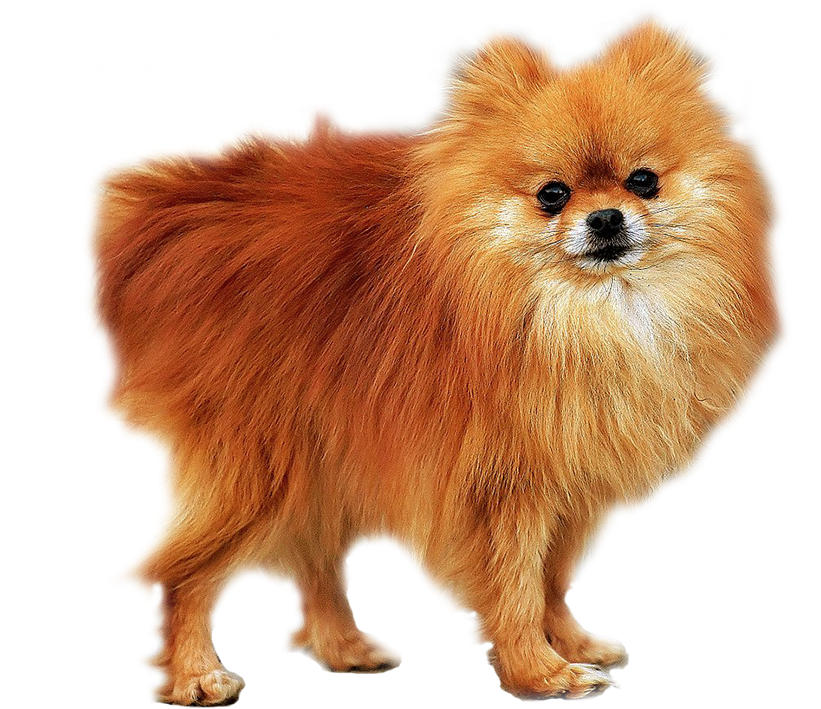 Download Pomeranian - Full Size PNG Image - PNGkit