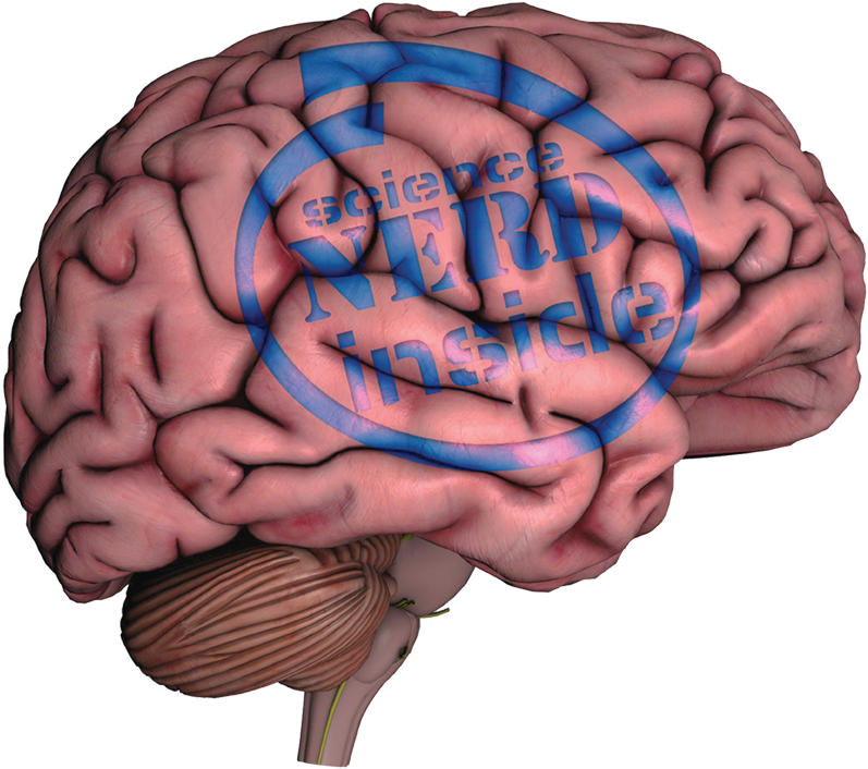 Download The Human Brain - Illustration - Full Size PNG Image - PNGkit