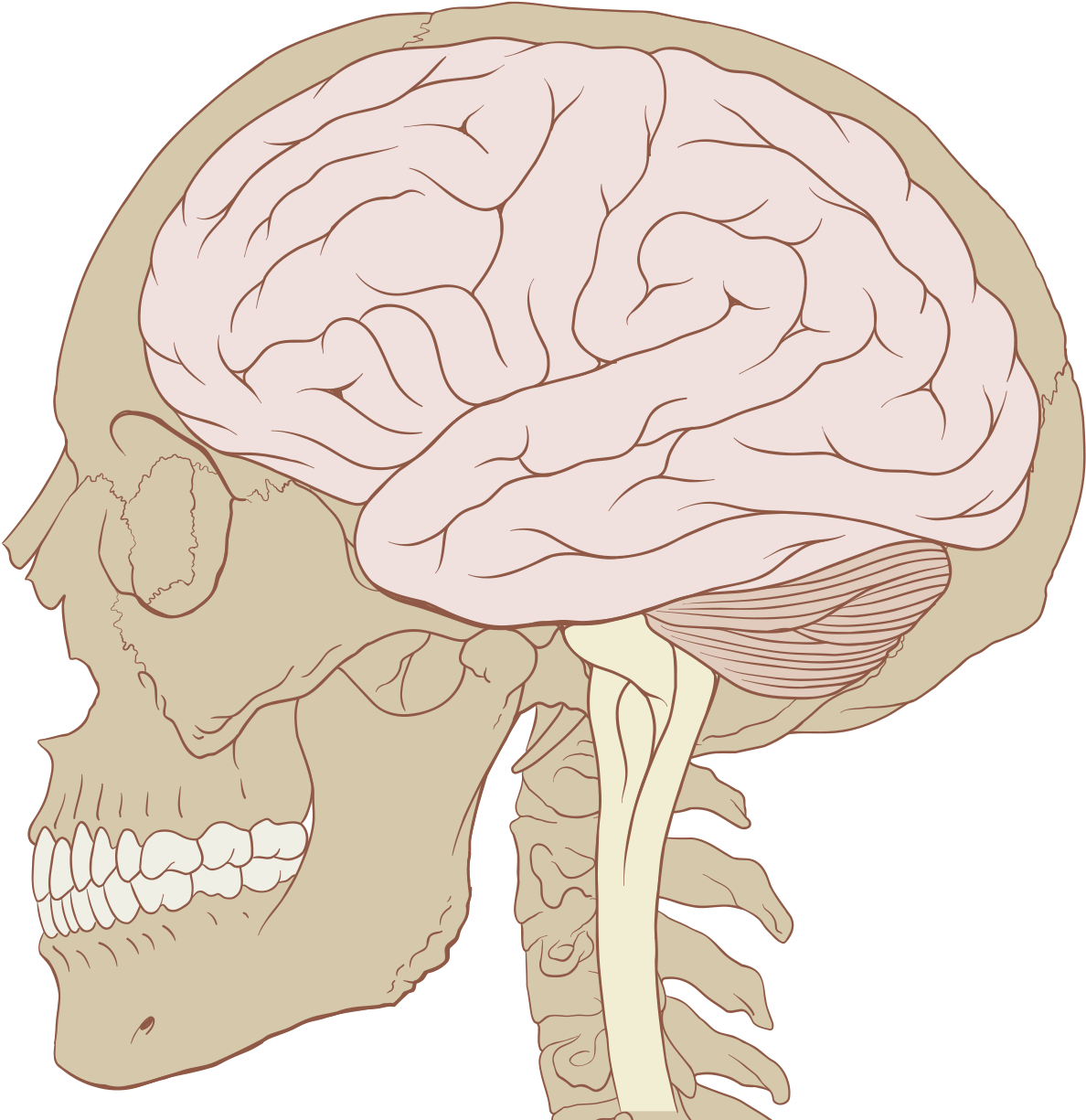 Download The Skull - Skull And Brain - Full Size PNG Image - PNGkit