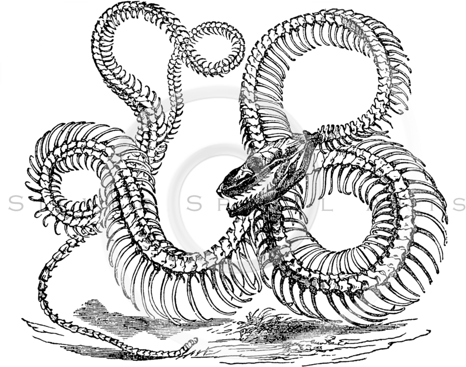 Download Snake Skeleton Transparent Background - Full Size PNG Image ...