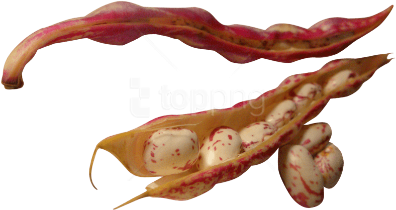 Download Free Png Beans Png Images Transparent - Bean - Full Size PNG ...