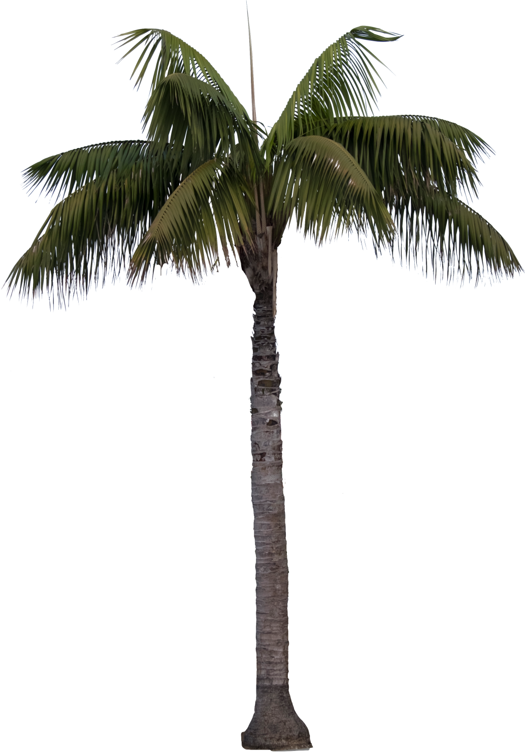 Download 1036 X 1500 1 - Queen Palm Transparent - Full Size PNG Image ...
