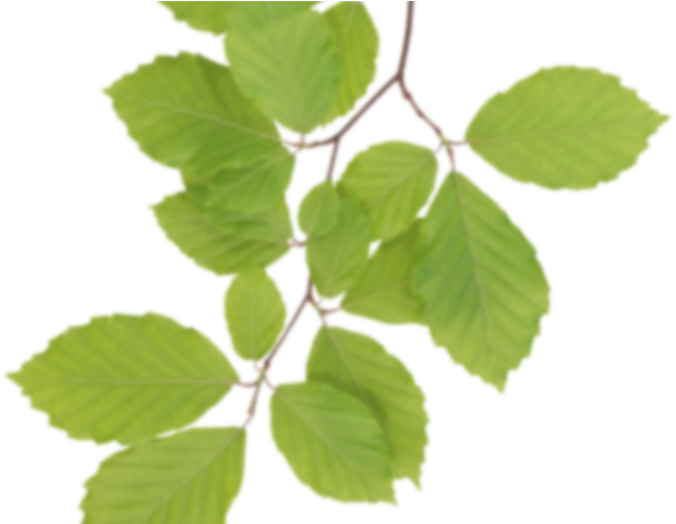 Download Birch Clipart Transparent - Real Leaf Png - Full Size PNG ...