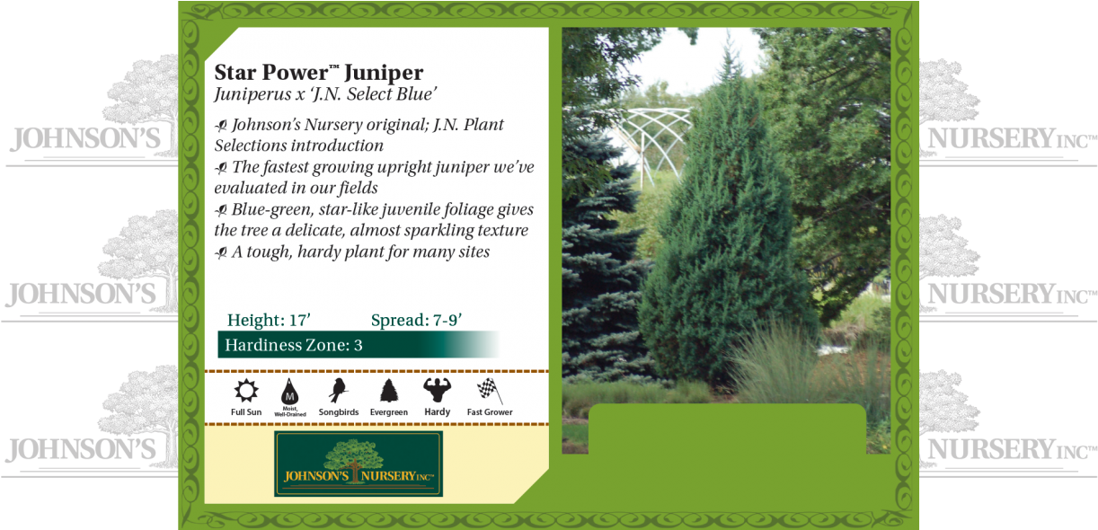 Download Star Power™ Juniper Juniperus X 'j - Thuya - Full Size PNG ...
