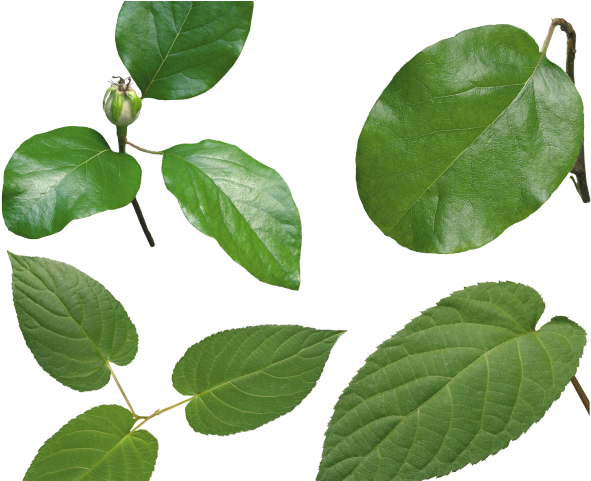 Download Transparent Green Leaves Clipart Real Leaf - Portable Network ...