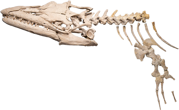 Download A Skeleton Of A Mosasaur - Skeleton - Full Size PNG Image - PNGkit