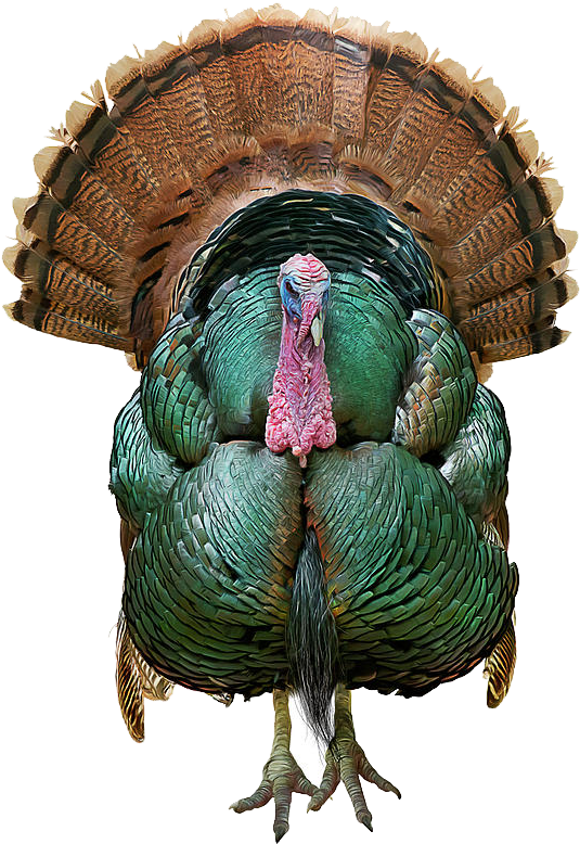 Download Wild Turkey Png Transparent Image - Painting - Full Size PNG ...
