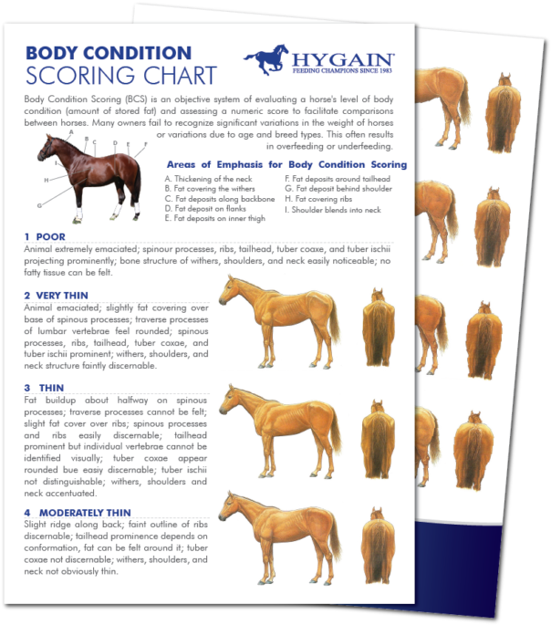 Download The Art Of Body Condition Scoring - Body Condition Score Horse ...