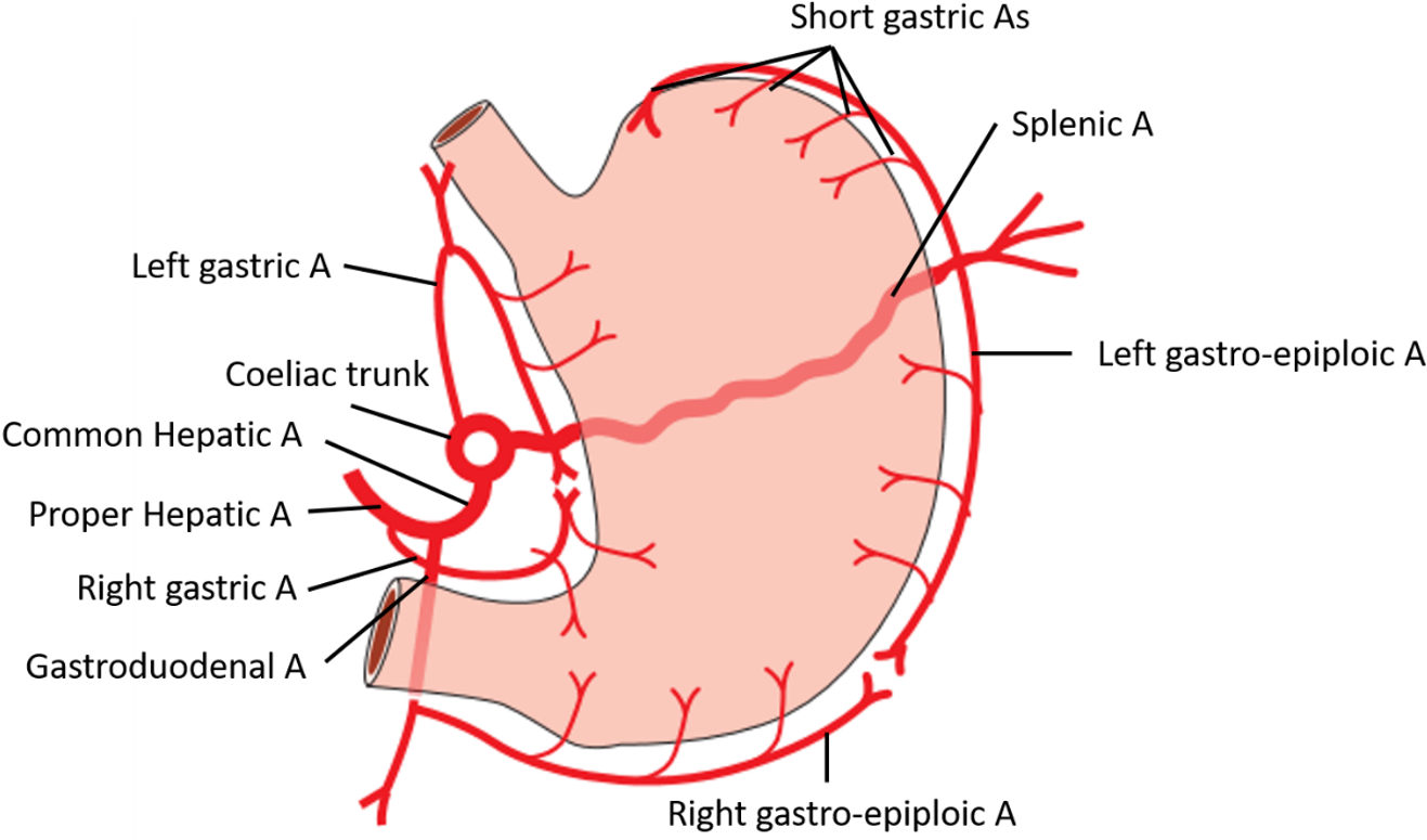 Download Arterial Supply Of Stomach - Full Size PNG Image - PNGkit