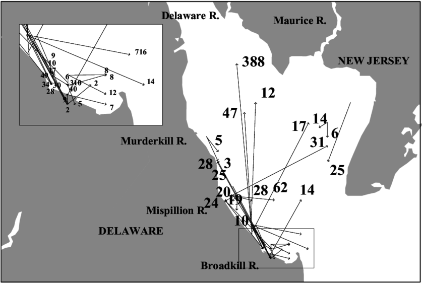 Download Delaware Bay Sandbar Shark Tag-release And Recapture - Map ...