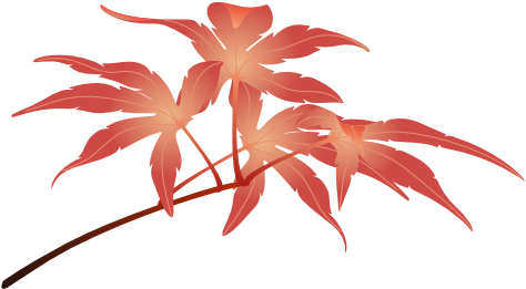 Download Acer Leaves - Maple - Full Size PNG Image - PNGkit