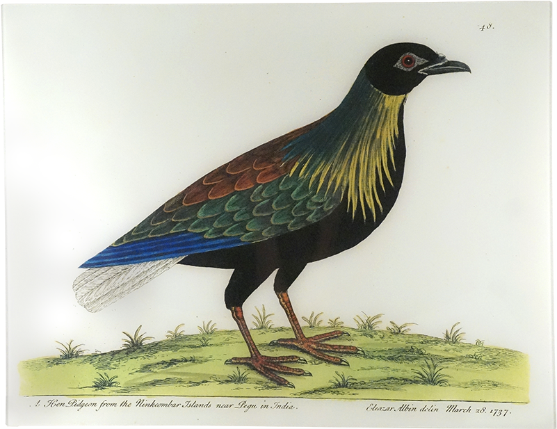 Download Phasianidae - Full Size PNG Image - PNGkit