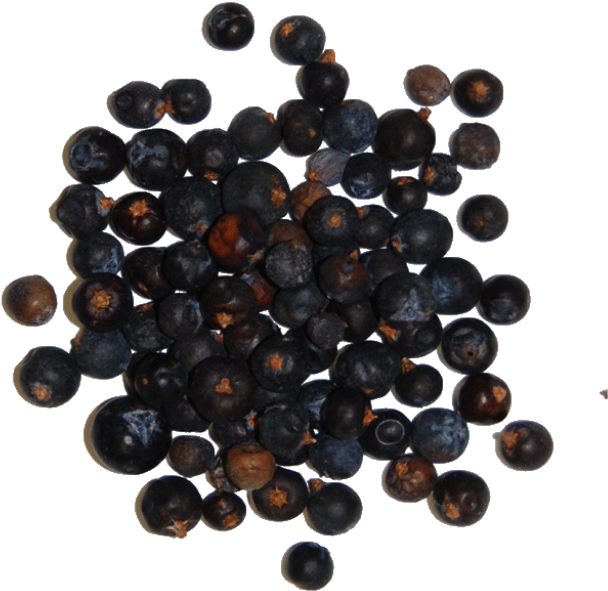 Download Juniper Berries - Juniper Berry - Full Size PNG Image - PNGkit