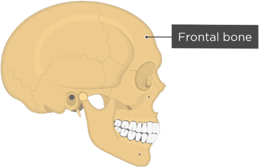 Download Skull Bones - Lateral View - Frontal Bone - External Acoustic ...