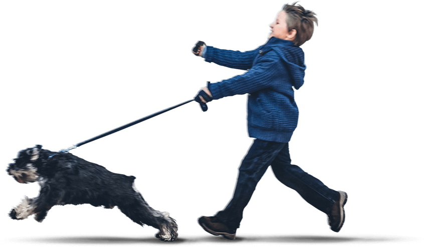 Download Companion Dog - Full Size PNG Image - PNGkit