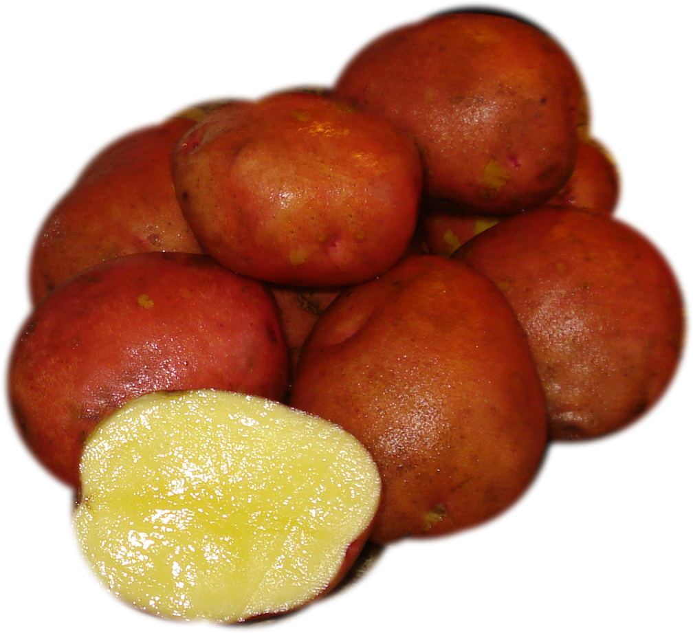 Download Jocote - Full Size PNG Image - PNGkit