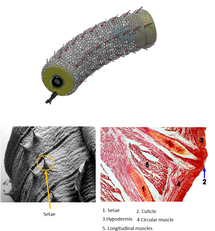 Download Earthworm Setae - Full Size PNG Image - PNGkit