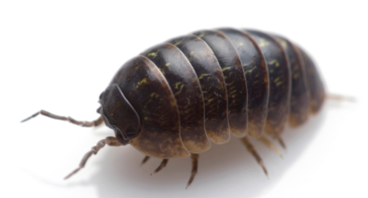 Download 800 X 400 5 - Sow Bug - Full Size PNG Image - PNGkit