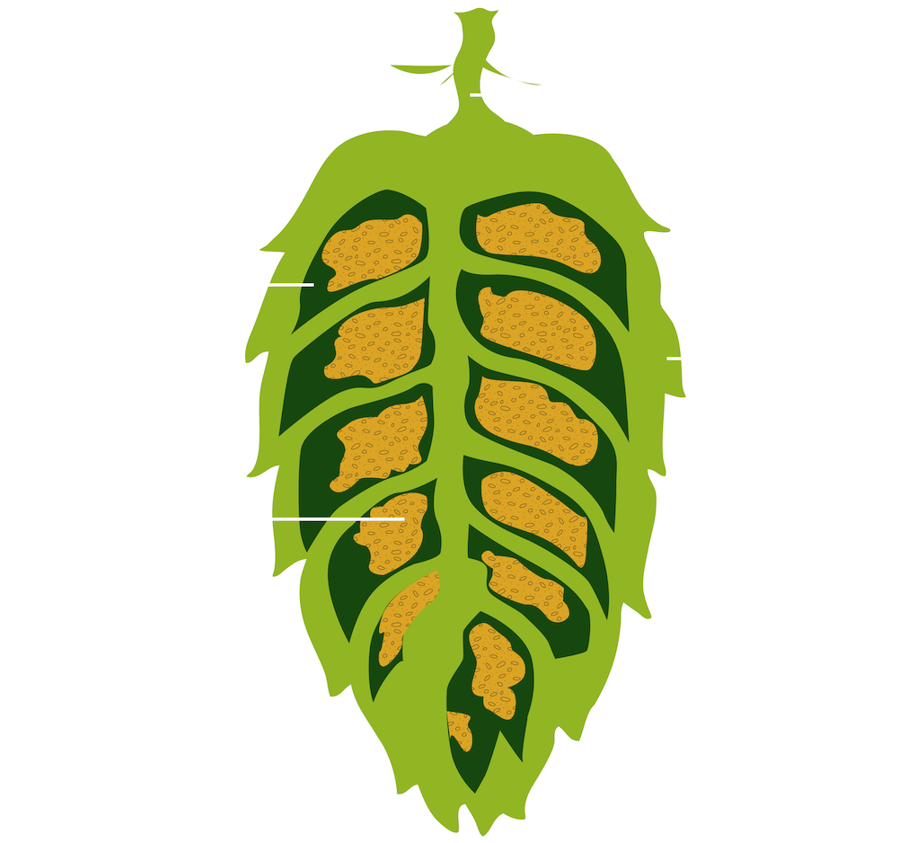 Download Structure Of A Hop Cone - Illustration - Full Size PNG Image ...
