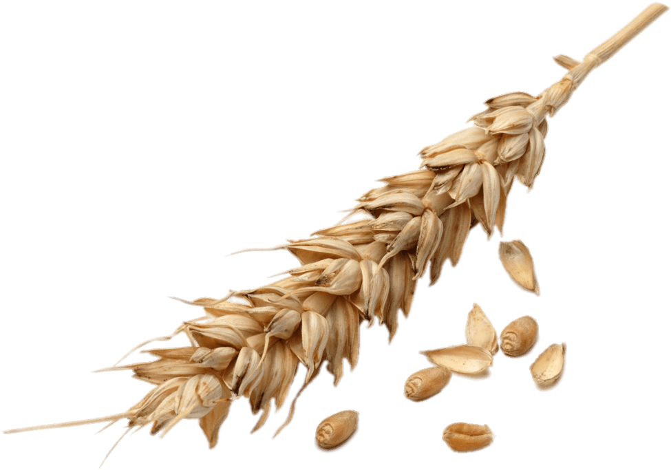 Download Download - Wheat - Full Size PNG Image - PNGkit