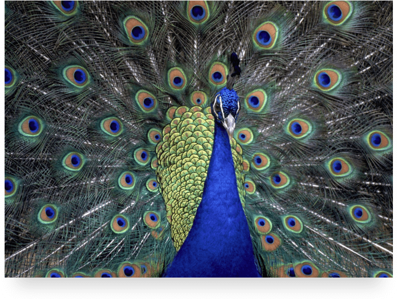 Download Now Where Would You Click In This One - Brave As A Lion Proud ...