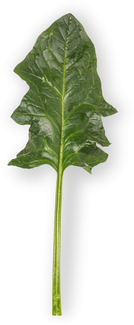 Download Spinach - Chard - Full Size PNG Image - PNGkit
