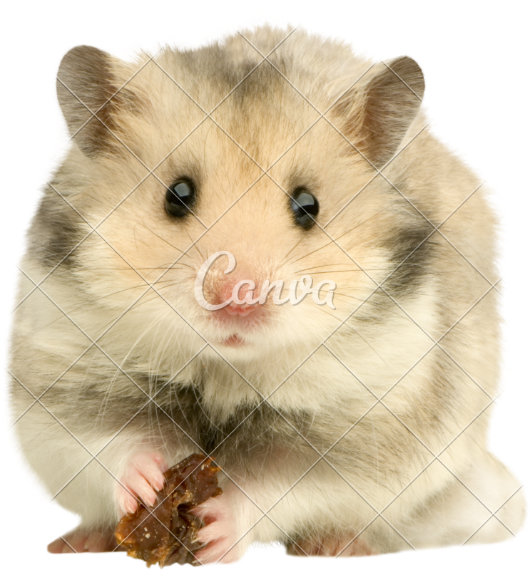 Download Hamster Photos By Canva Transparent Background - My Hamster ...
