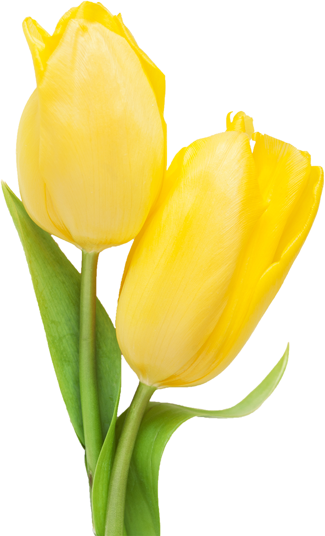 Download 800 X 1181 1 - Yellow Tulip Transparent - Full Size PNG Image ...
