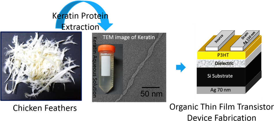 Download Protein From Chicken Feathers Can Be Used To Make Efficient ...