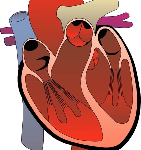 Download Real Heart - Right Ventricular Outflow Tract Ectopy - Full ...