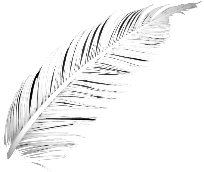 Download Above Withered-feather - Line Art - Full Size PNG Image - PNGkit