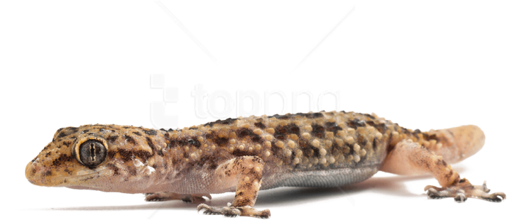 Download Download Lizard Png Images Background - Turkish Gecko - Full ...