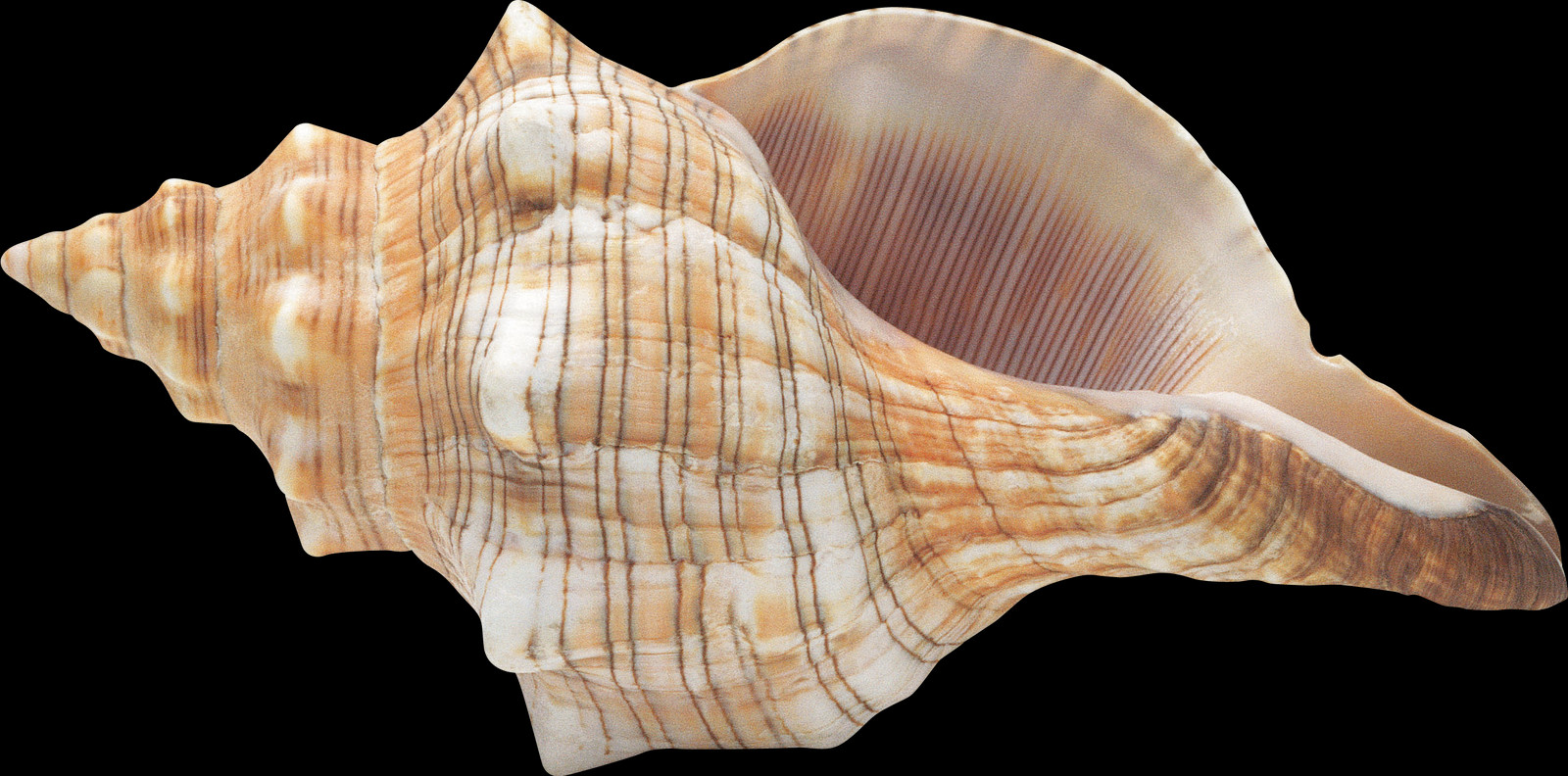 Download Shell, Free Pngs - Myrtle Beach - Full Size PNG Image - PNGkit