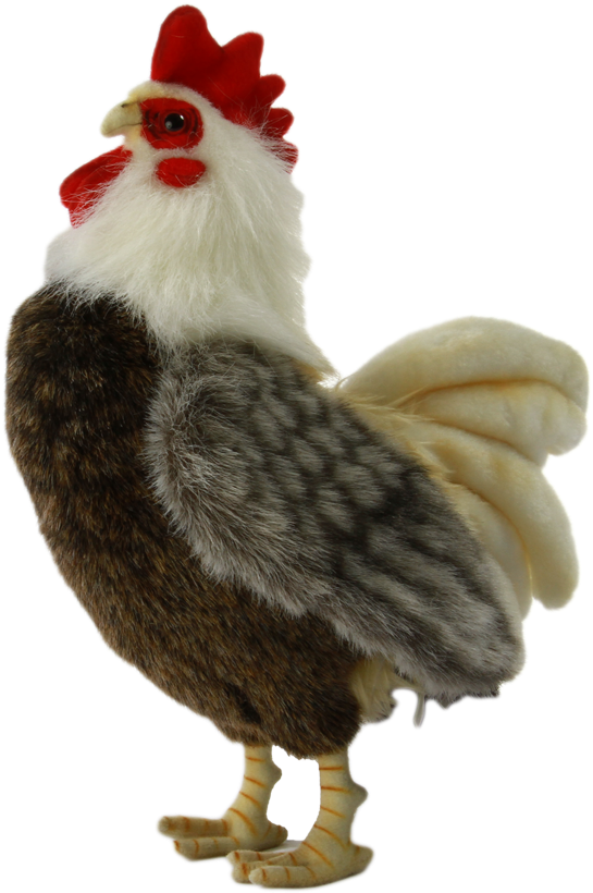 Download Bantam Rooster - Rooster - Full Size PNG Image - PNGkit