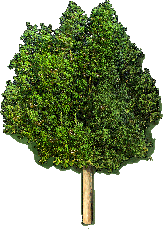 Download 206259 Castanea Dentata Jlwz 23 Jan 2019 - Tree With White ...