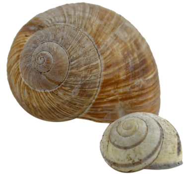 Download Snail Shell Spiral - Snail Shells Transparent - Full Size PNG ...