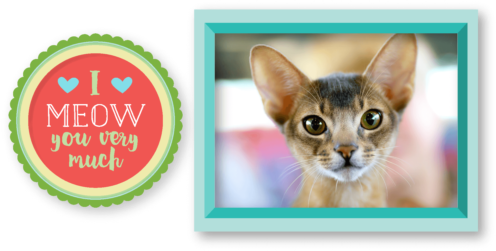 Download Generally, These Cats Weigh Between 3,6kg And 5,5kg, - Rosette ...