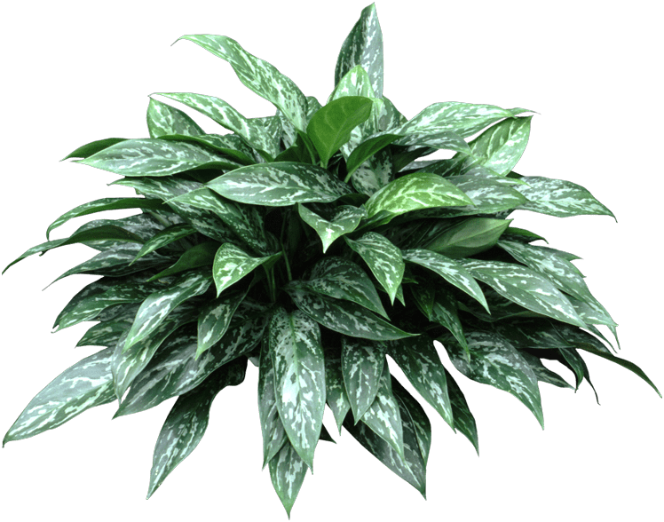 Download Green Lady Plant - Houseplant - Full Size PNG Image - PNGkit