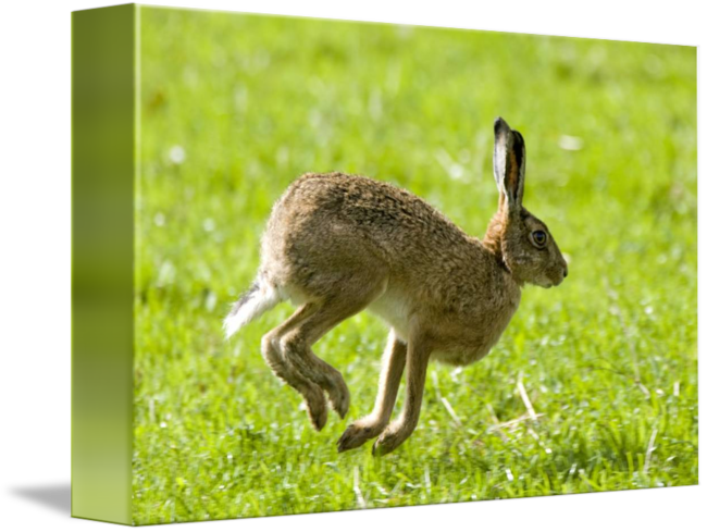 Download 650 X 489 1 - Wild Rabbits - Full Size PNG Image - PNGkit